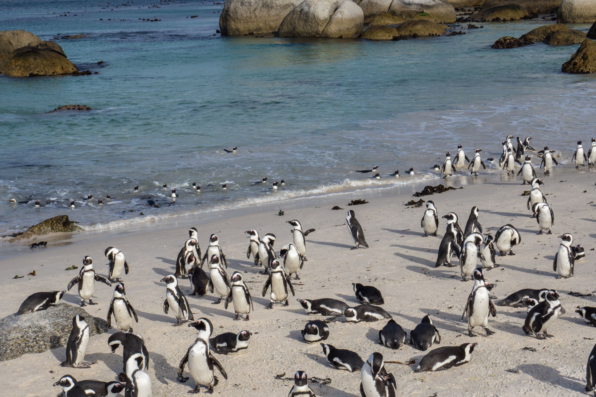 Best Time And Tips To See 1000 Penguins At Boulders Beach In Cape Town