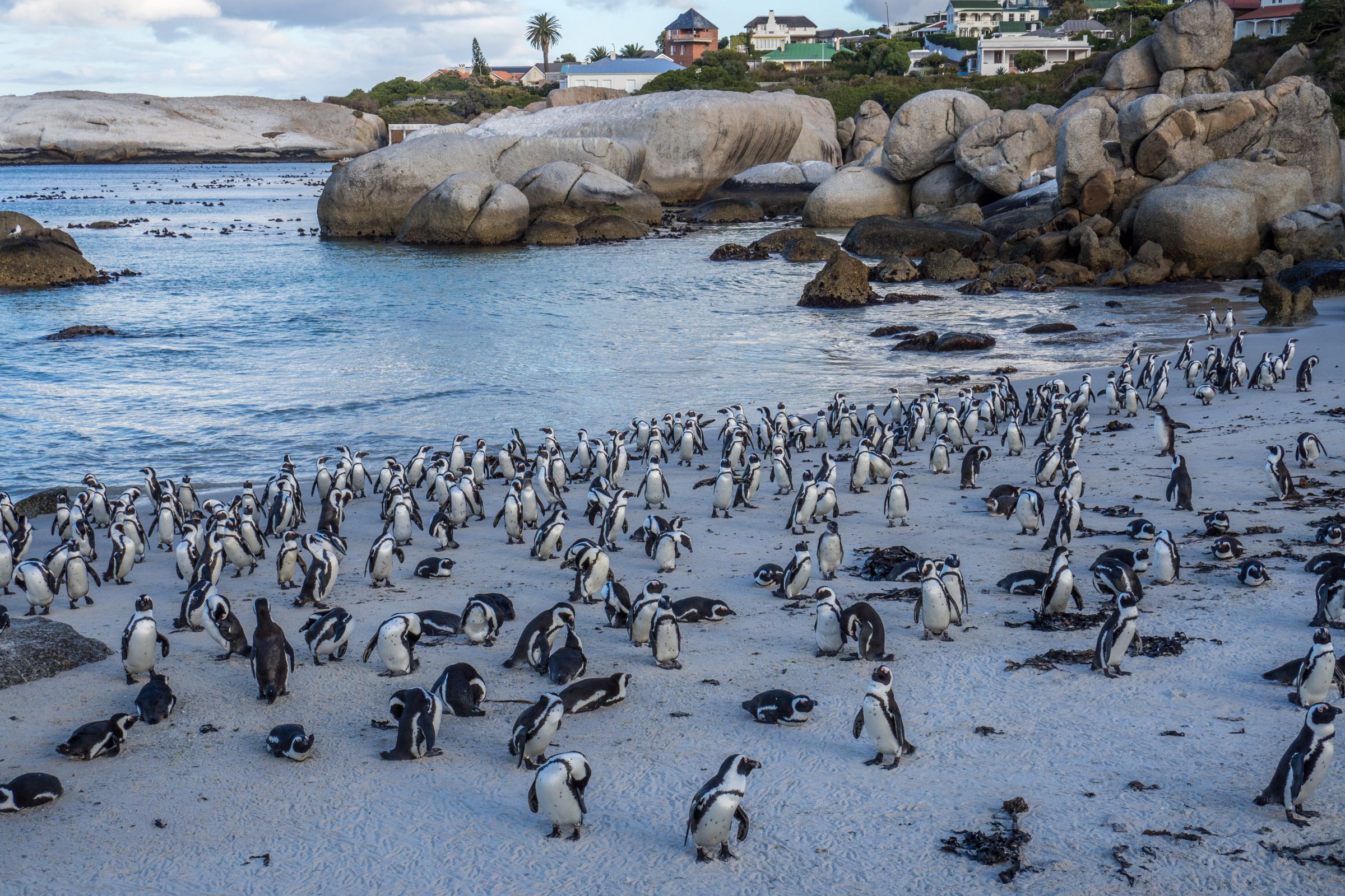 Best Time And Tips To See 1000 Penguins At Boulders Beach In Cape Town