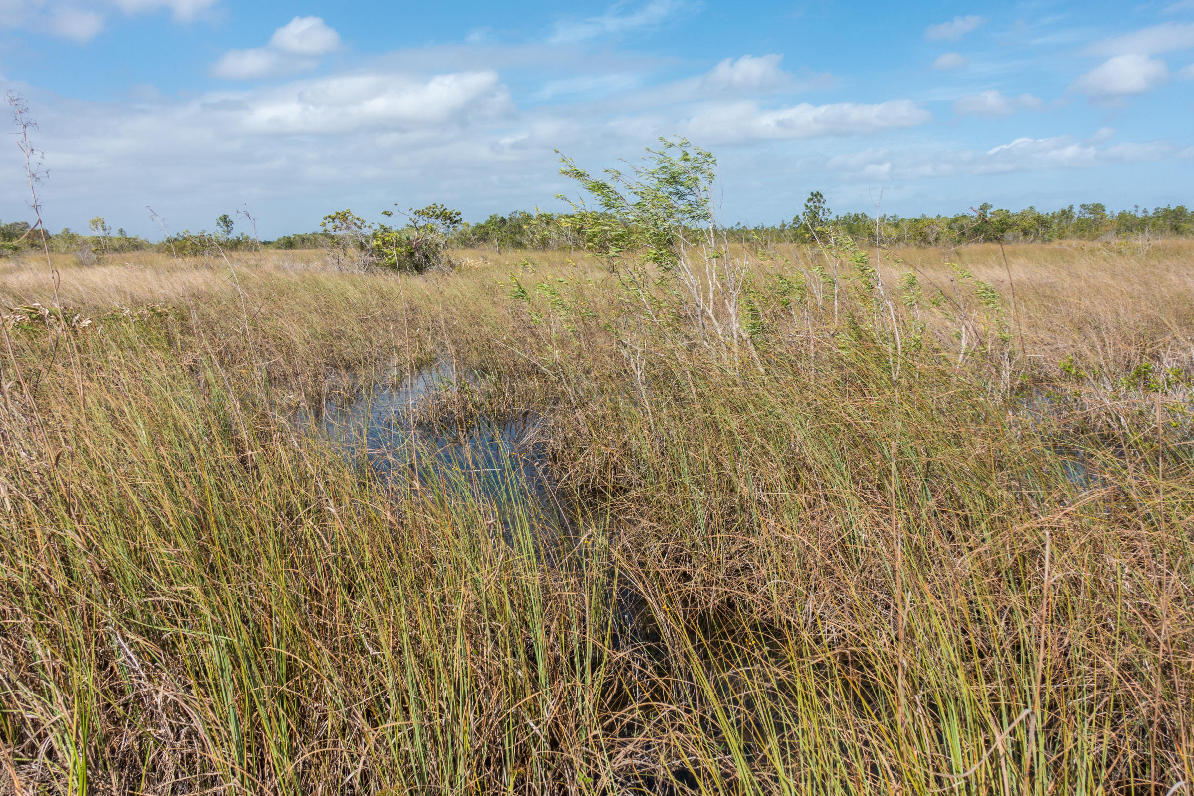 The Everglades in Florida Are More Than a Swamp | 7 Tips - 9 Things to ...
