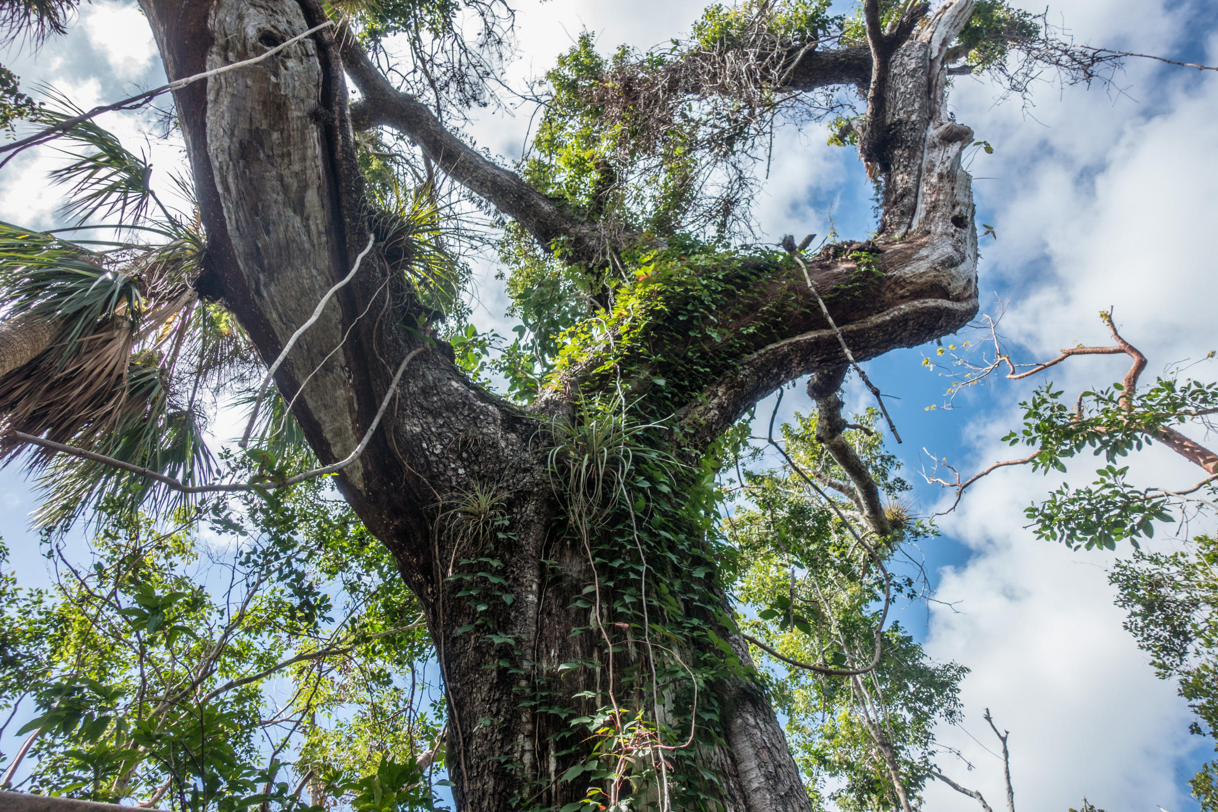 The Everglades in Florida Are More Than a Swamp | 7 Tips - 9 Things to ...