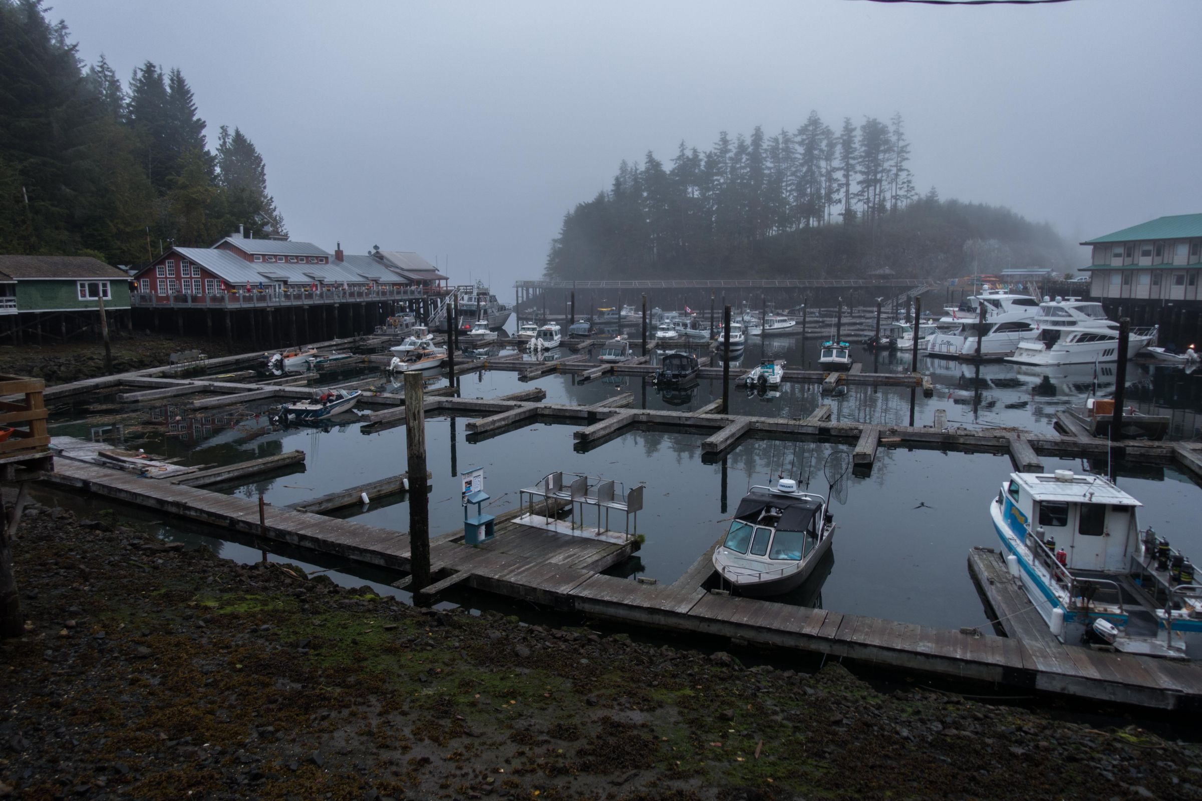 Grizzly Bears - Knight Inlet BC