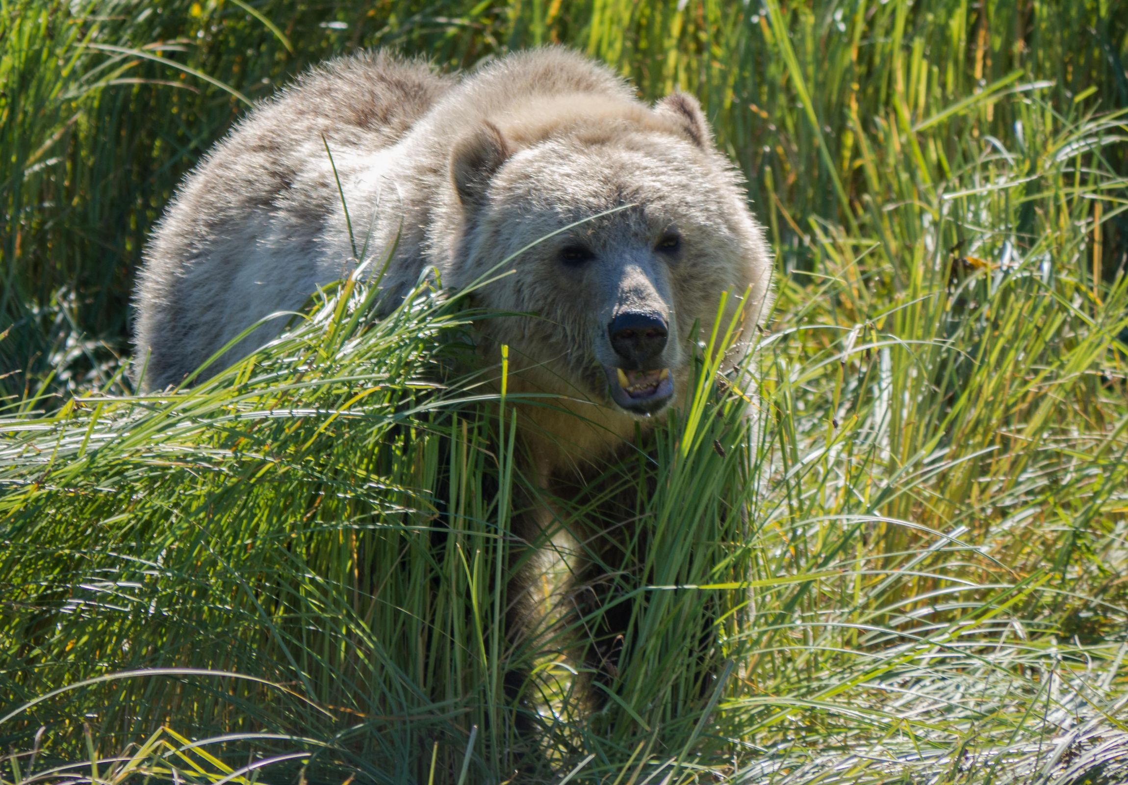 Grizzly Bears - Knight Inlet BC