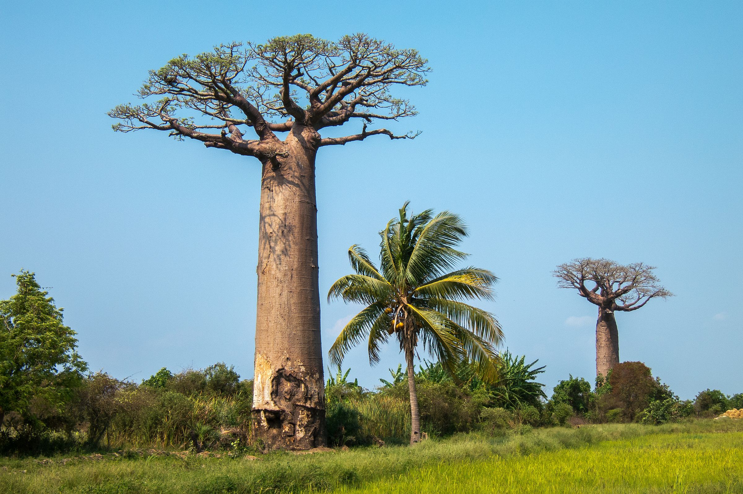 Baobabs Along the Avenue de Baobab in Madagascar