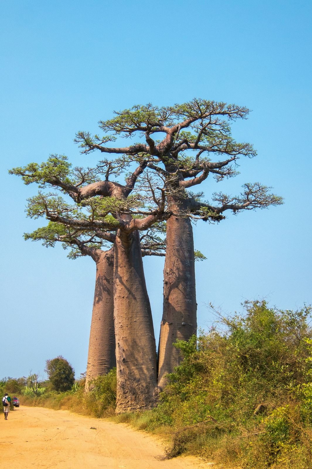 Baobabs Along the Avenue de Baobab in Madagascar