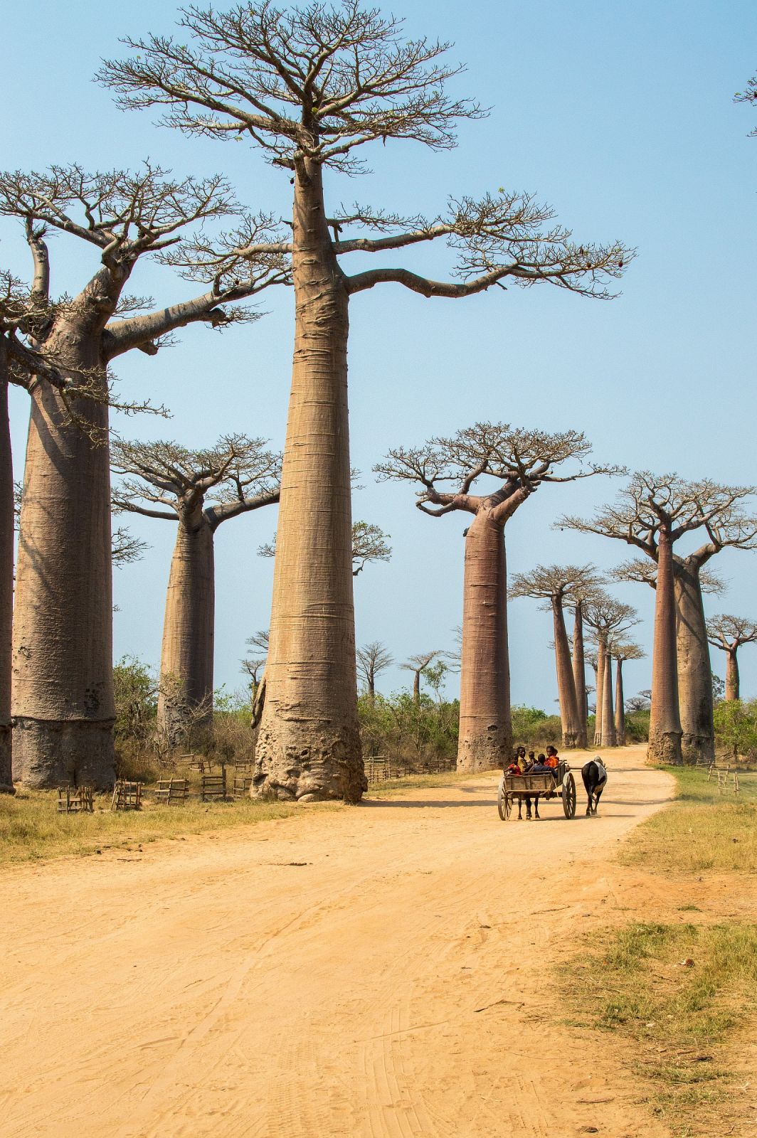Baobabs Along the Avenue de Baobab in Madagascar