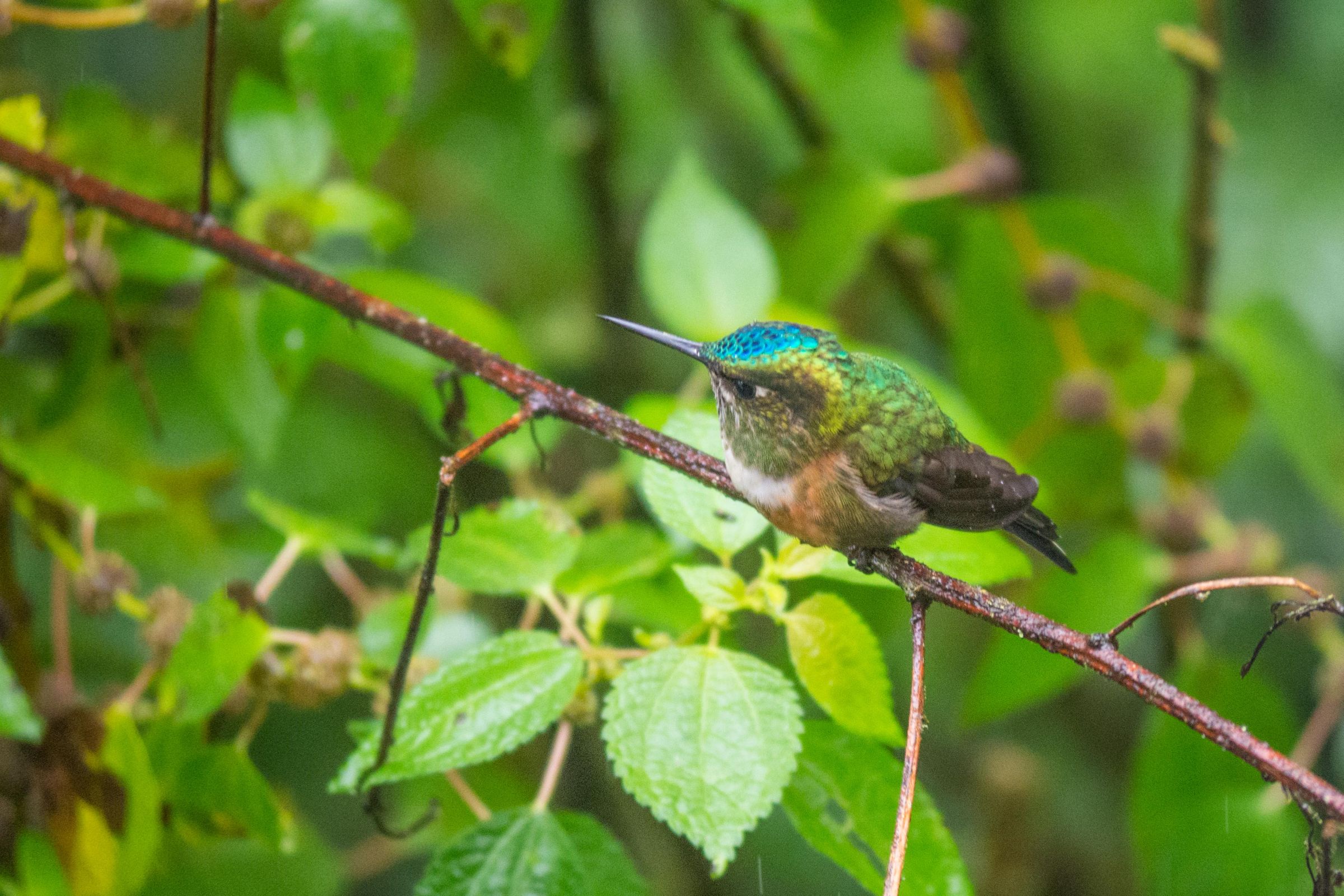 Bird Watching in Mindo - Ecuador
