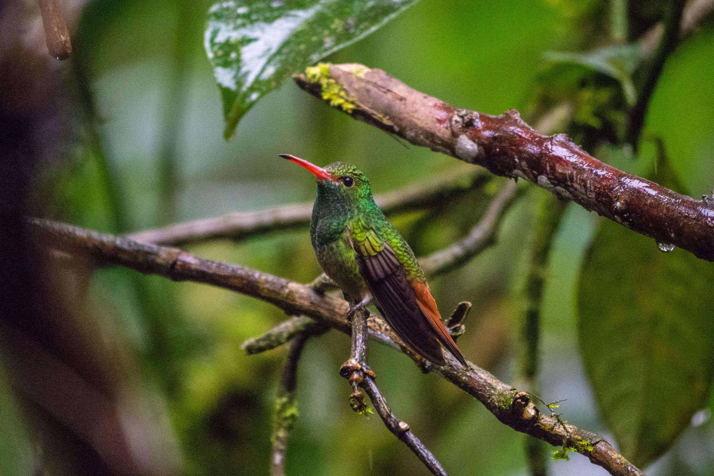 Bird Watching in Mindo - Ecuador