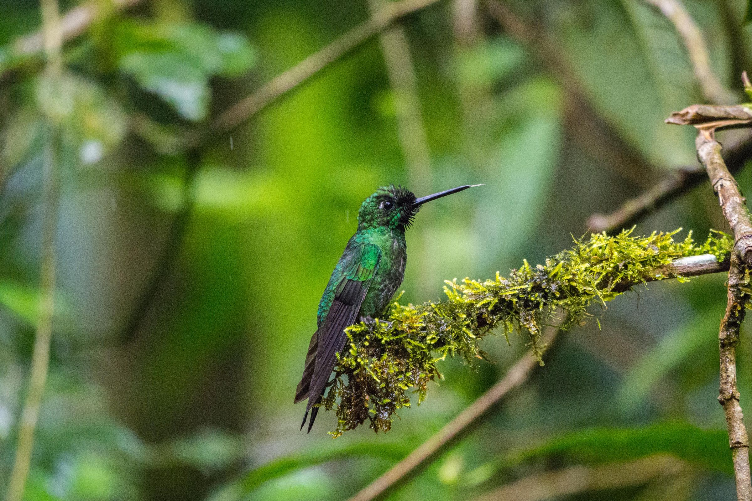 Bird Watching in Mindo - Ecuador