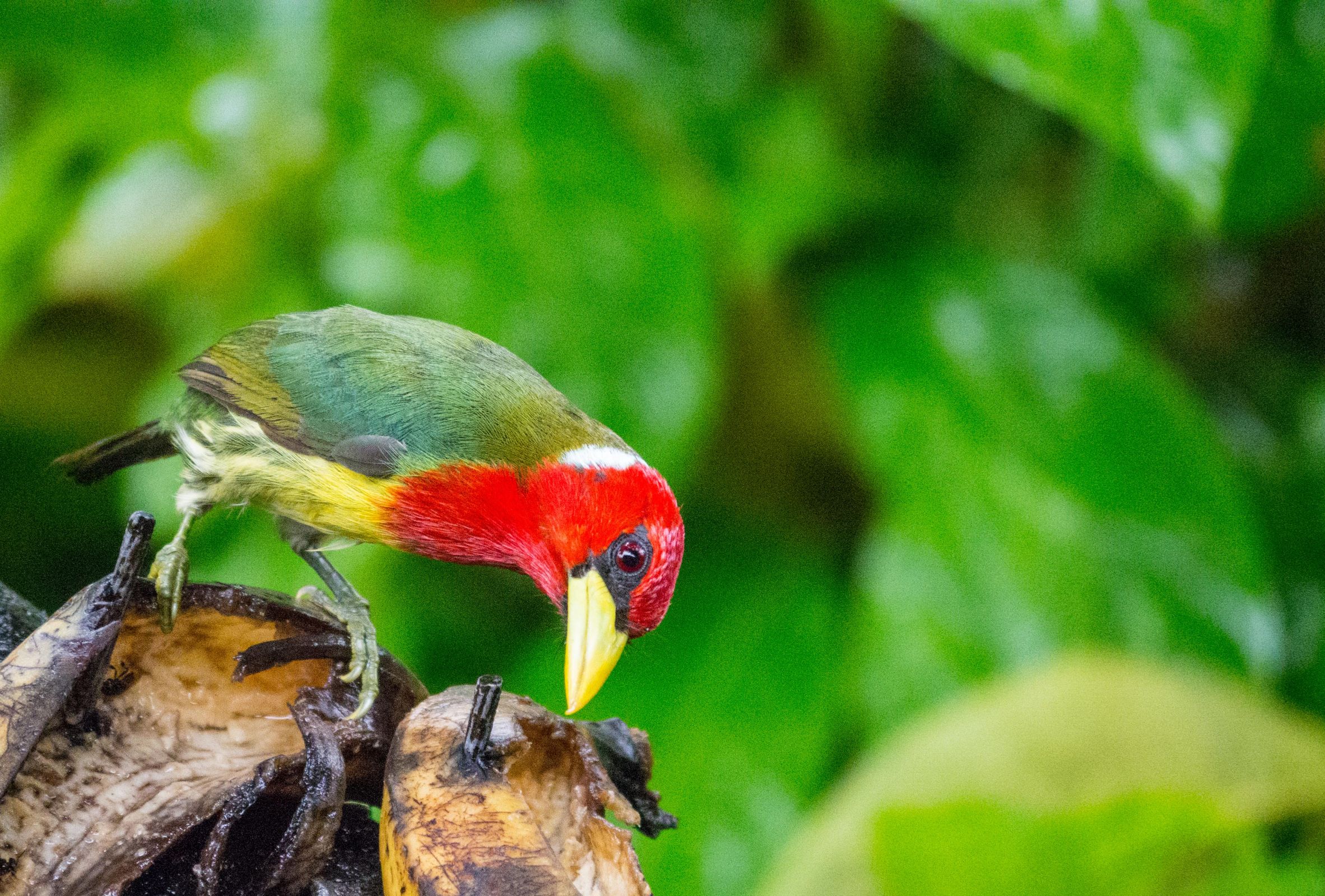 Bird Watching in Mindo - Ecuador