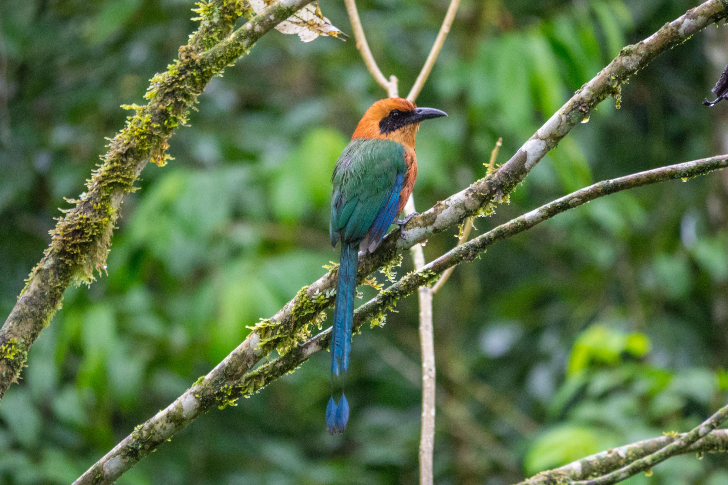 Bird Watching in Mindo - Ecuador