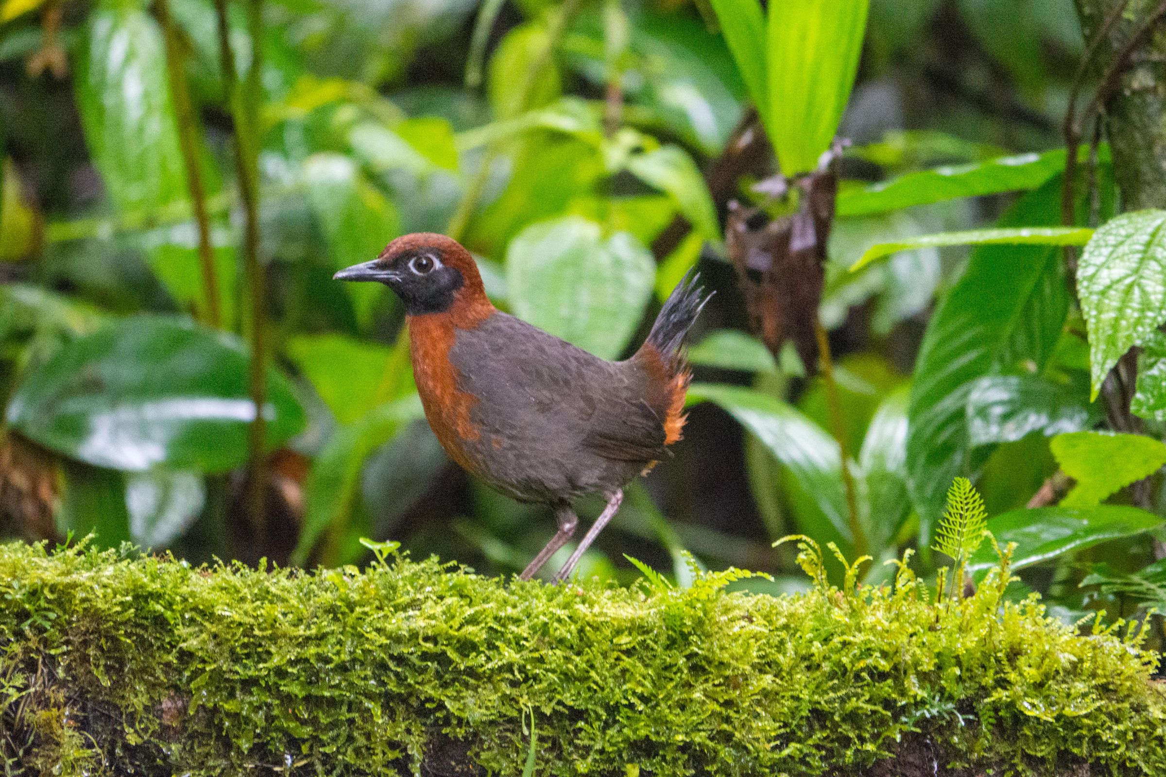 Bird Watching in Mindo - Ecuador