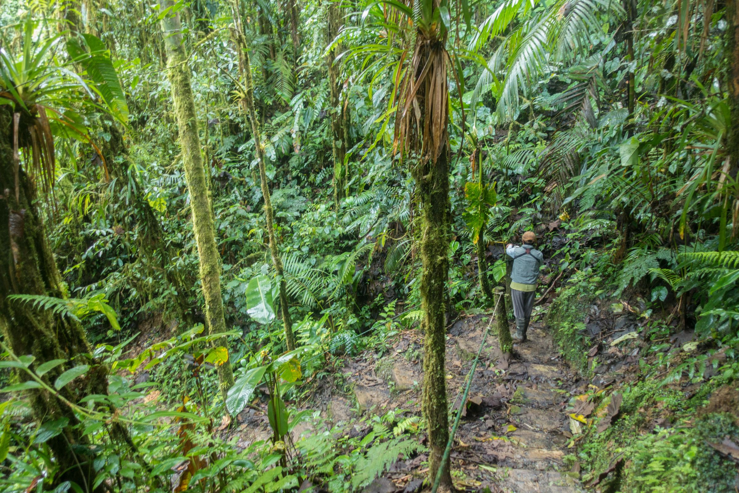 Bird Watching in Mindo - Ecuador