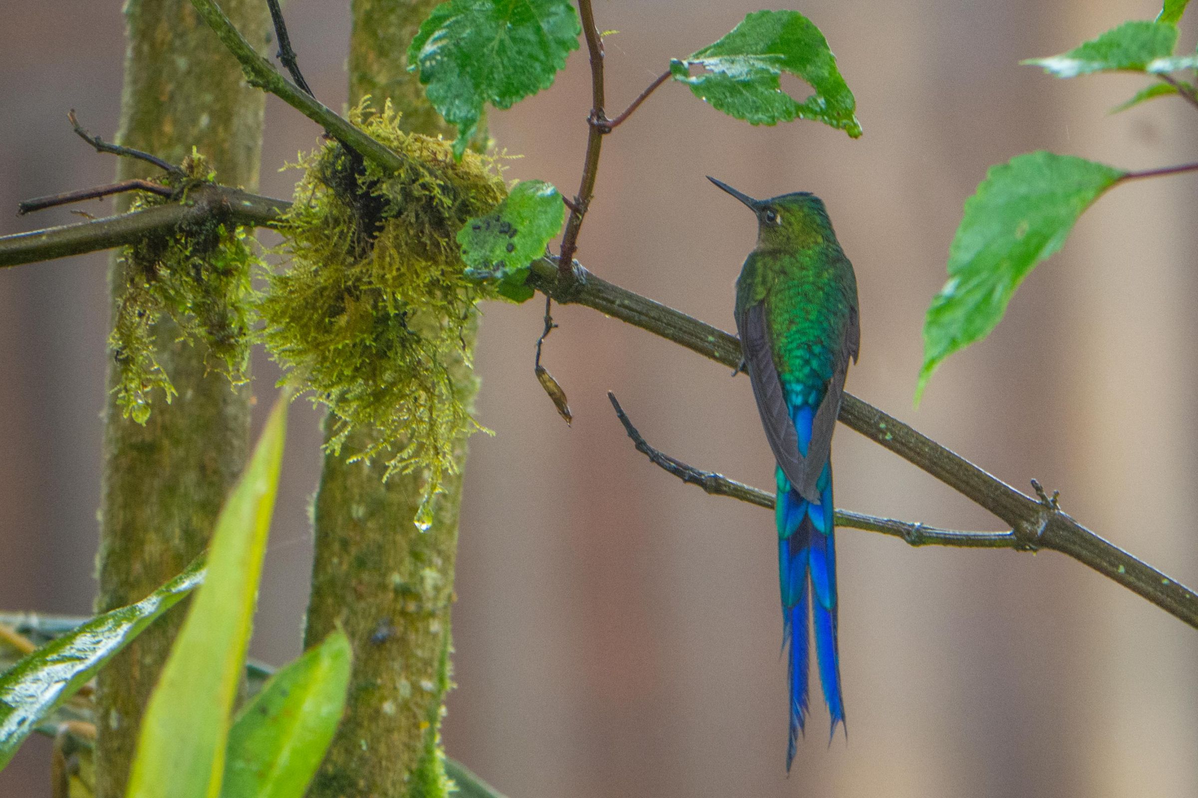 Bird Watching in Mindo - Ecuador