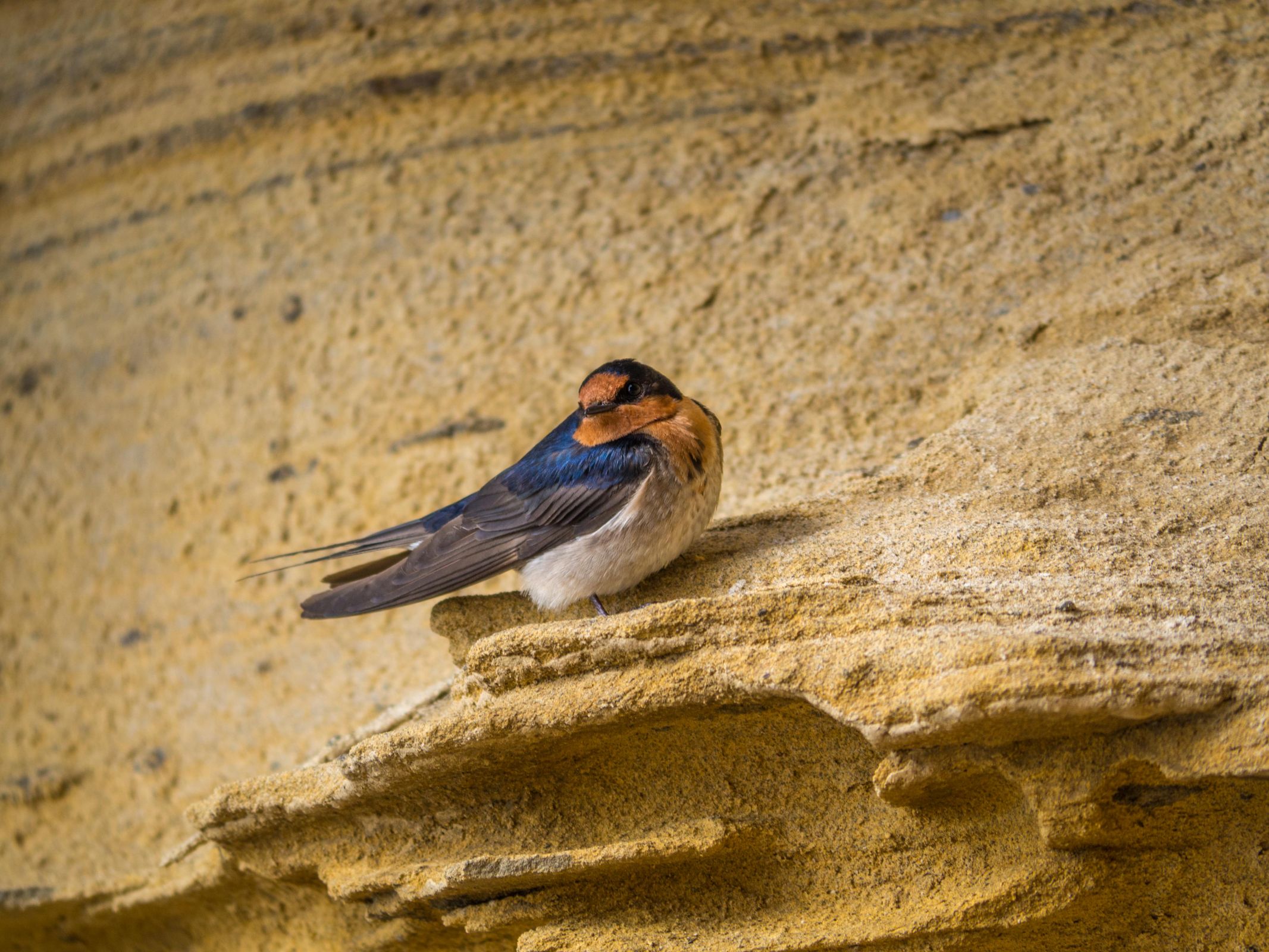 The Breathtaking Painted Cliffs on Maria Island | Best Time 2 Visit ...