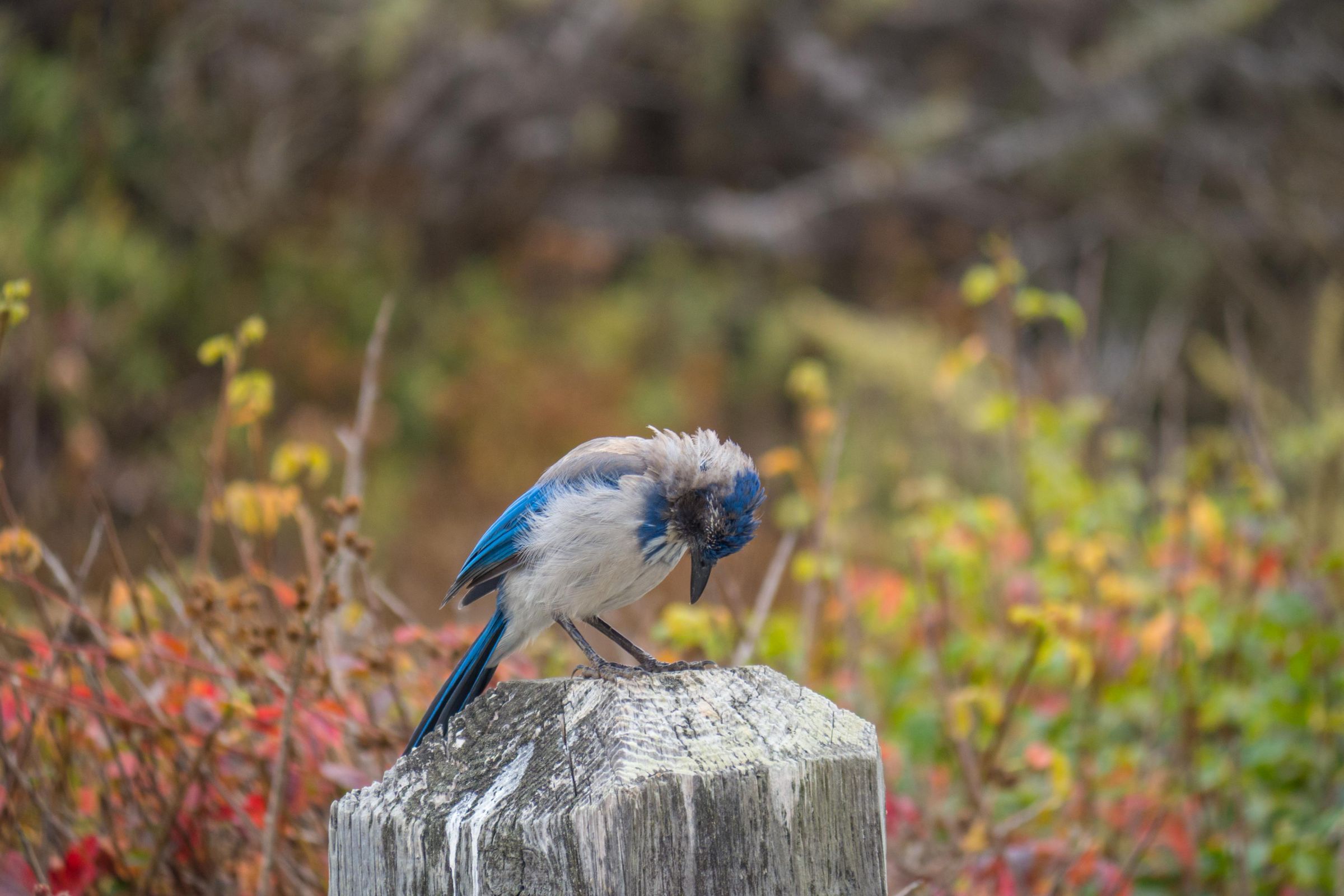 Explore Point Lobos - Carmel