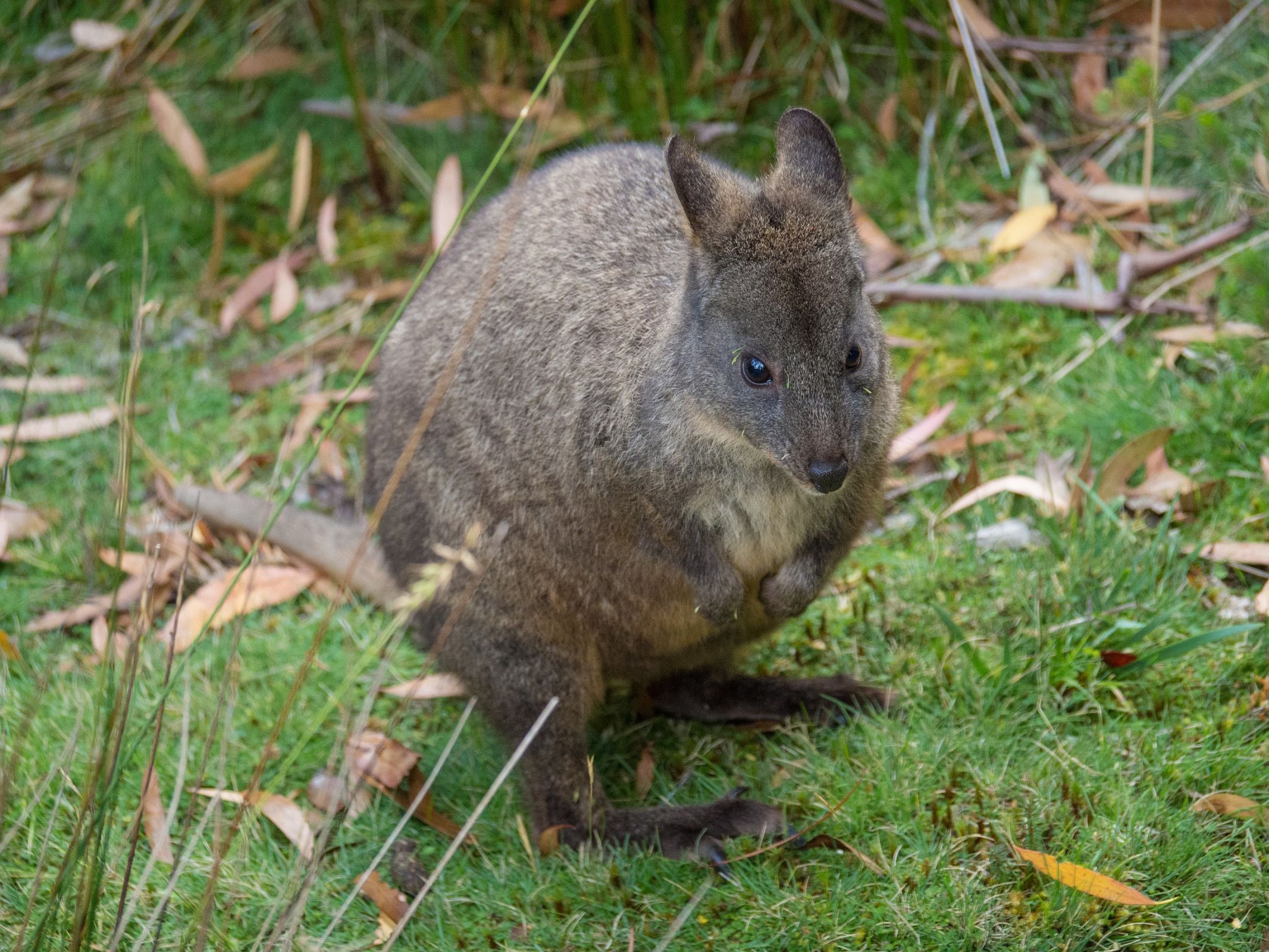 Cradle Mountain - 5 Hikes and Walks + Wildlife Guide | Best Time 2 Visit