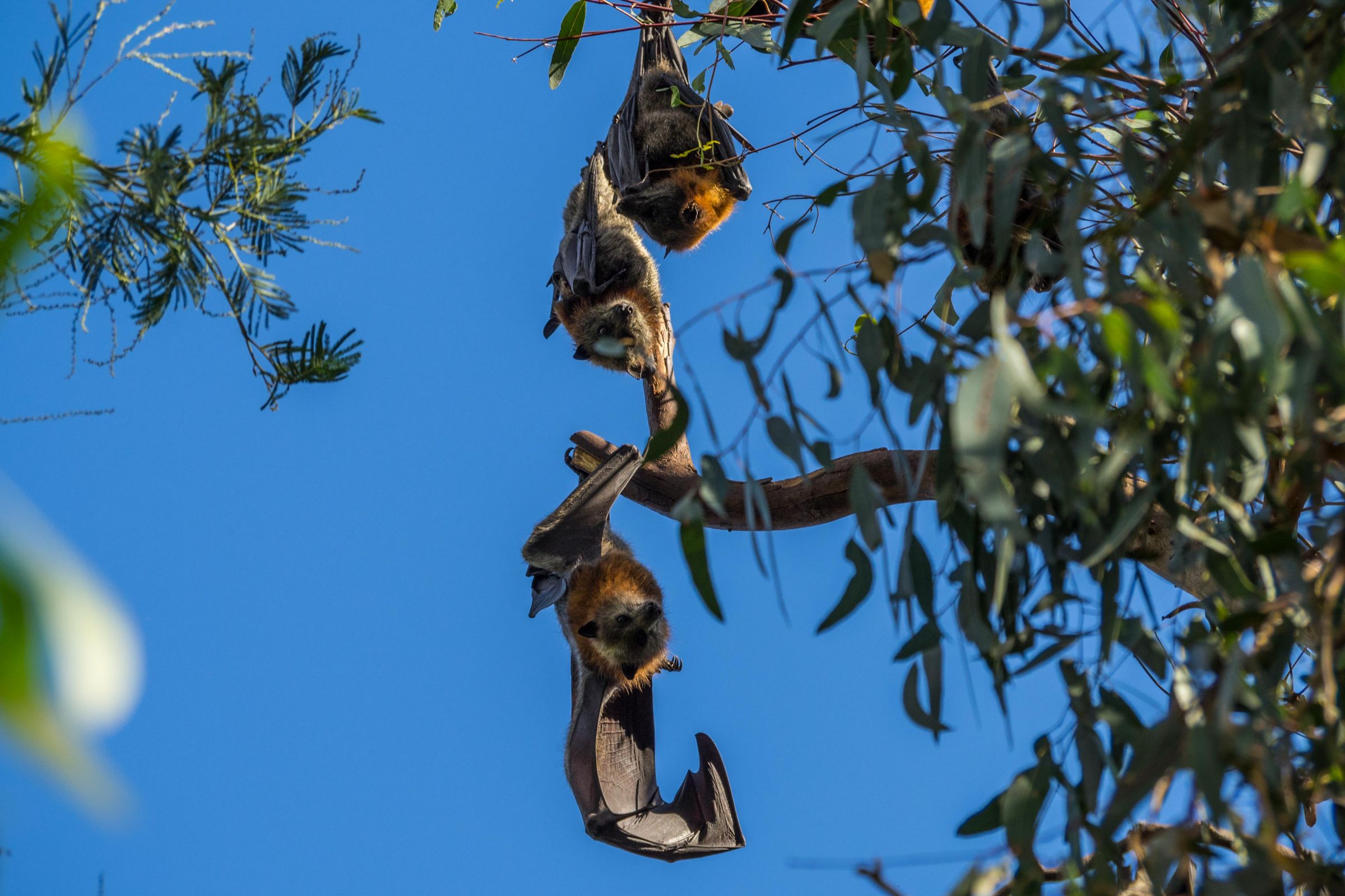 Flying Foxes Colony at Yarra Bend