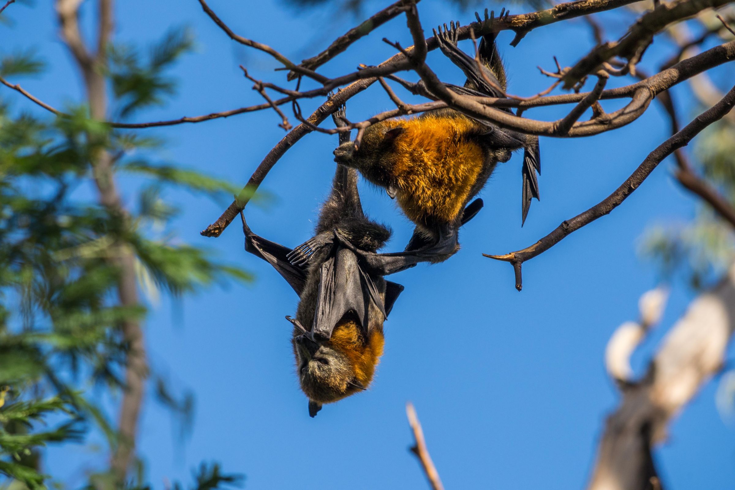 Flying Foxes Colony at Yarra Bend