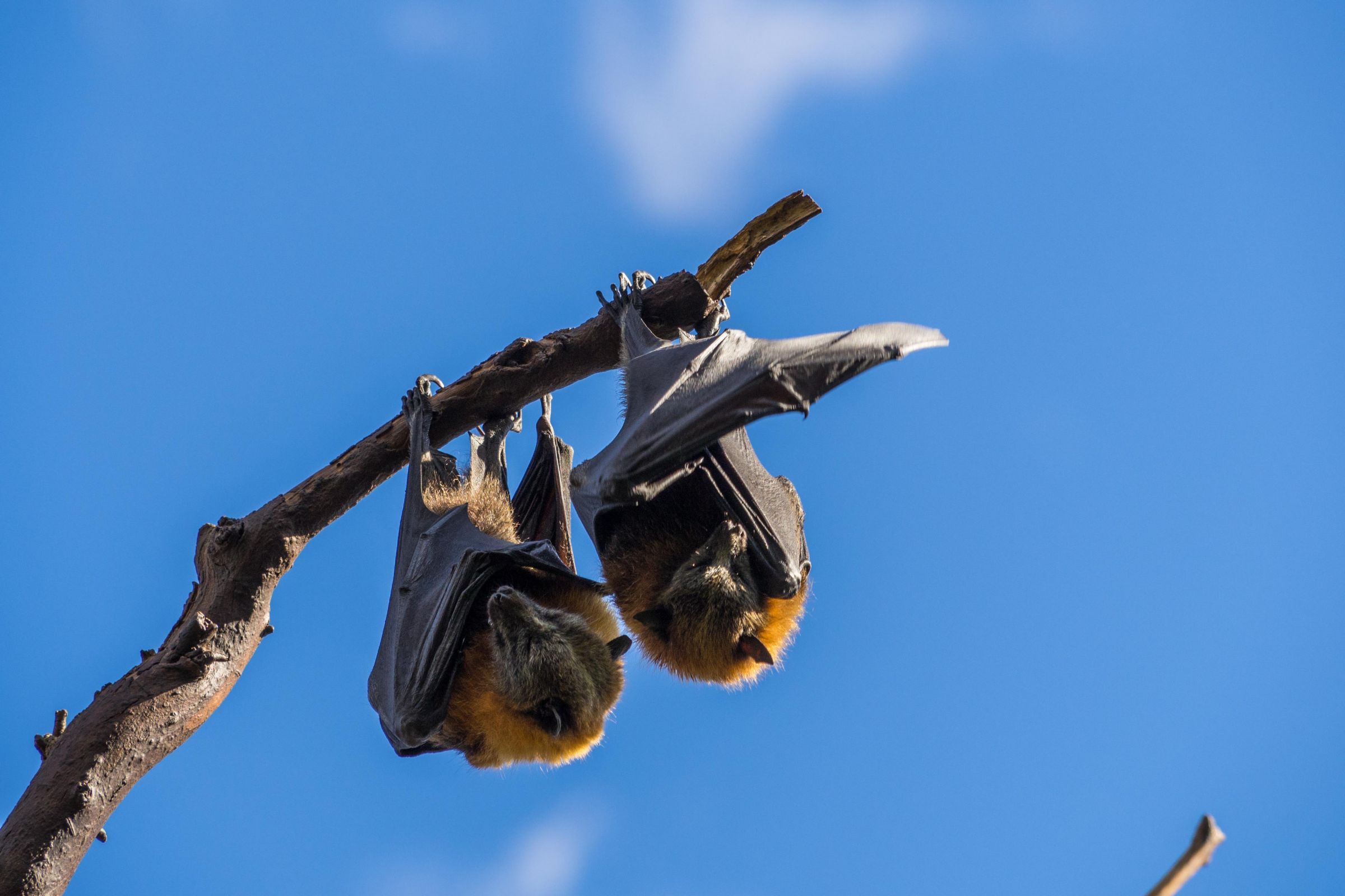 Flying Foxes Colony at Yarra Bend