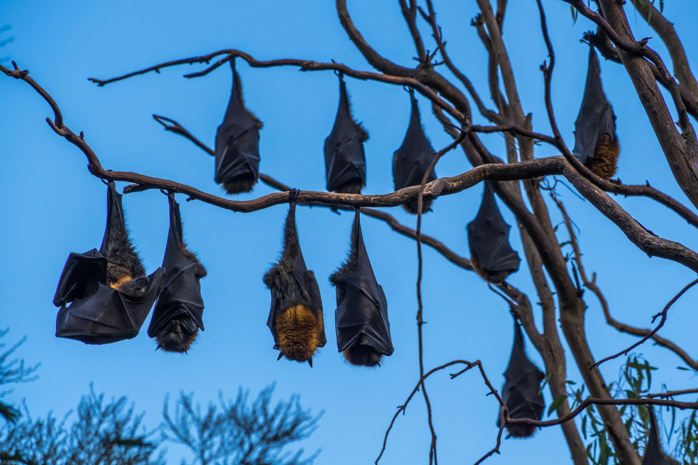 Flying Foxes Colony at Yarra Bend