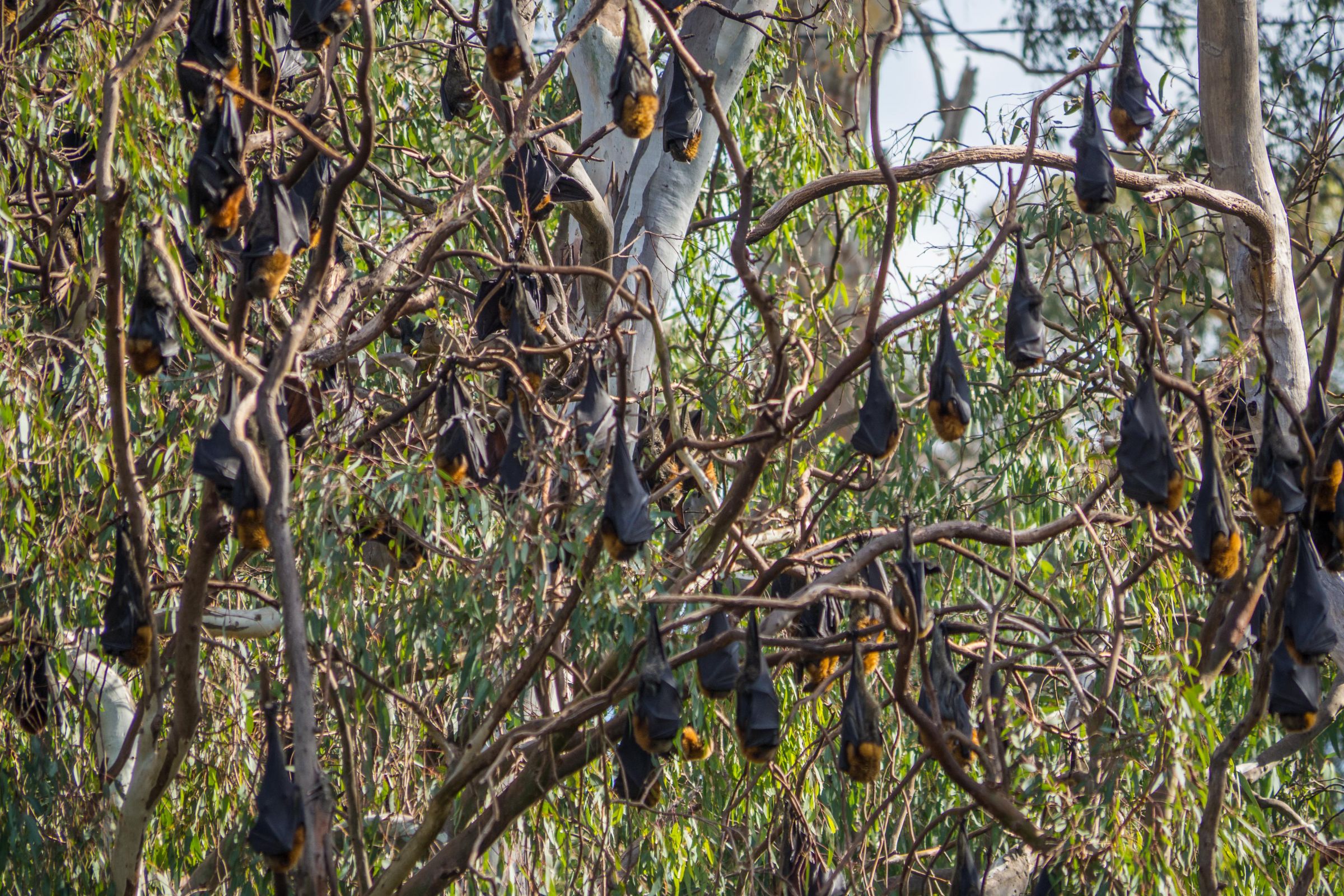Flying Foxes Colony at Yarra Bend