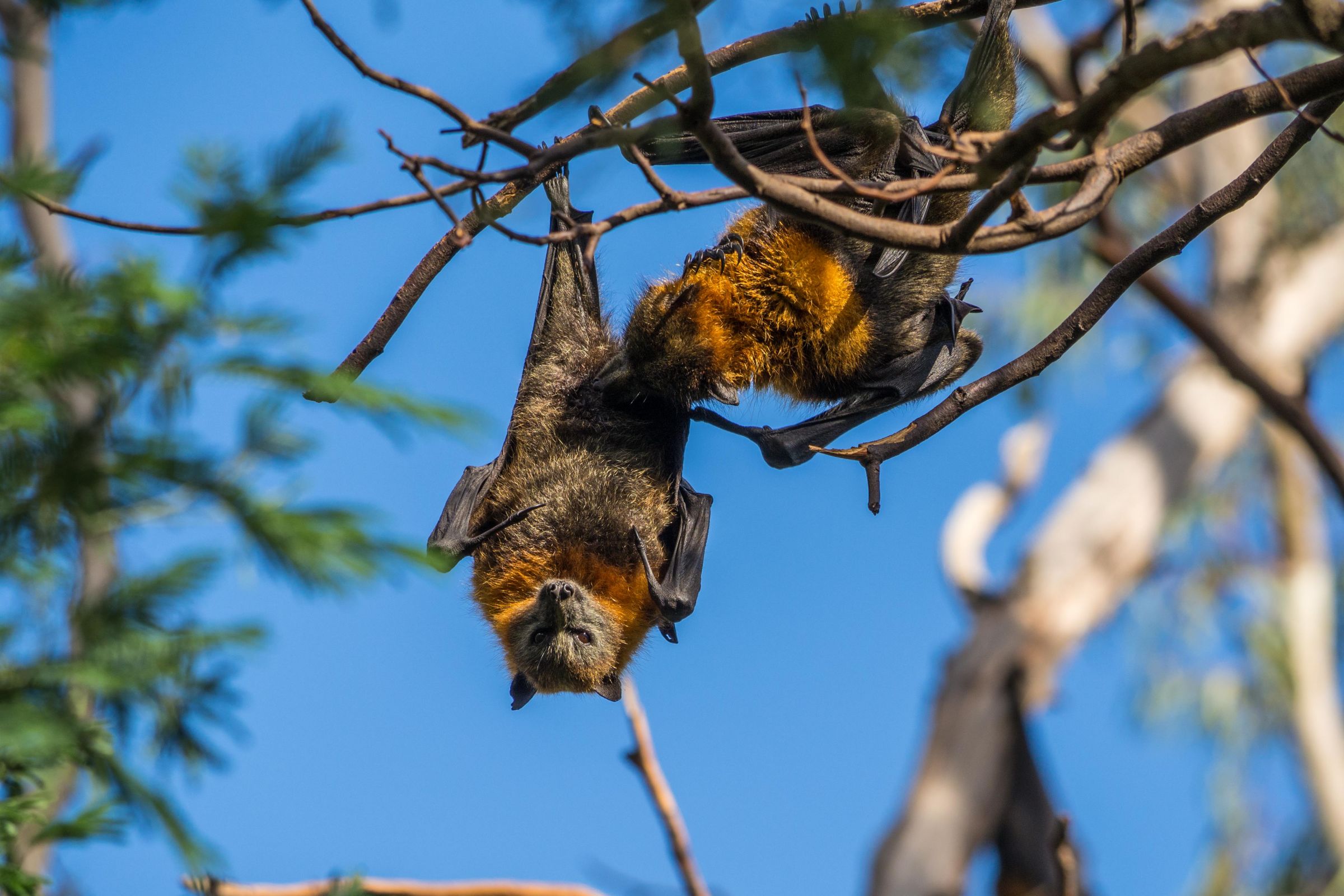 Flying Foxes Colony at Yarra Bend