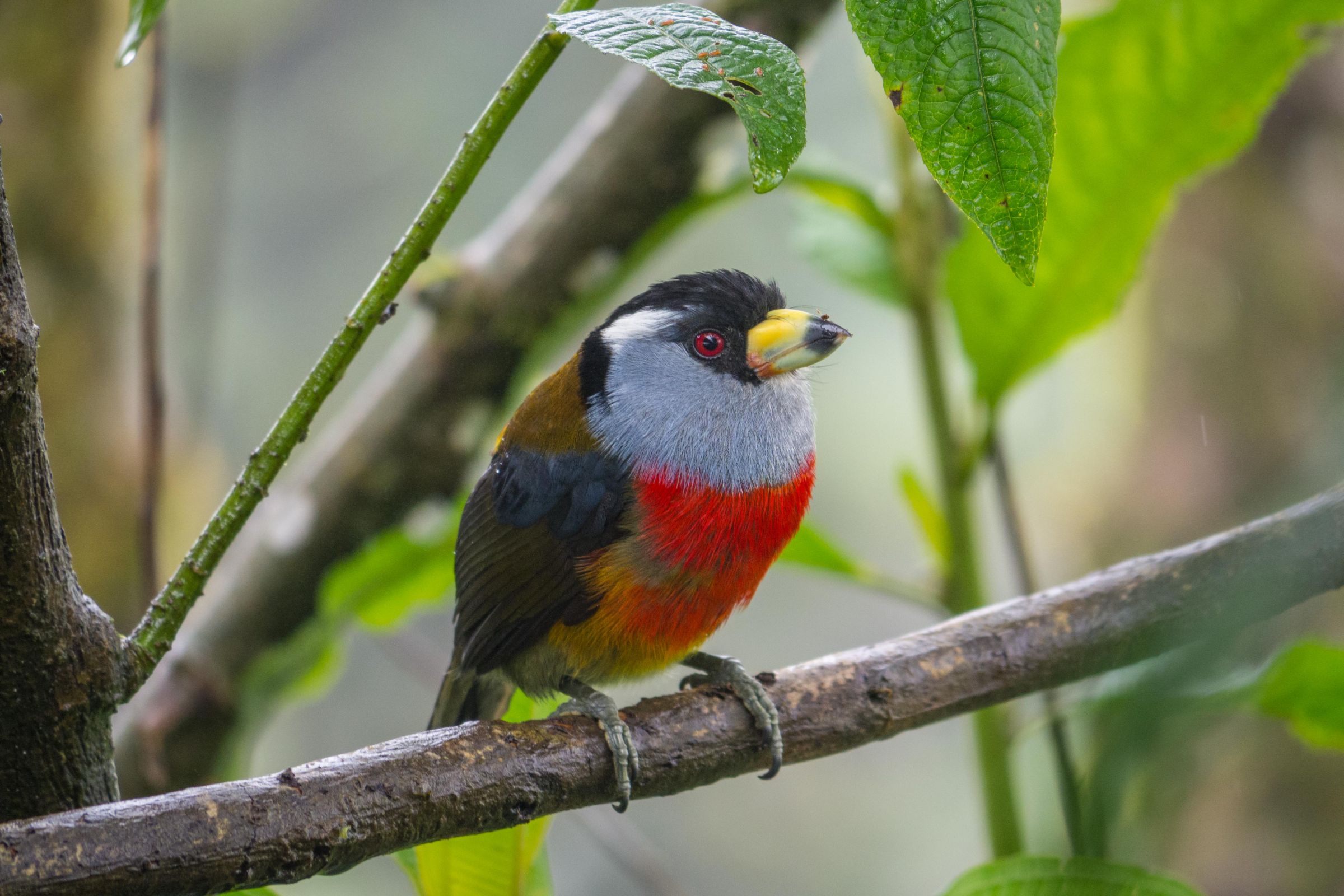 Bird Watching in Mindo - Ecuador