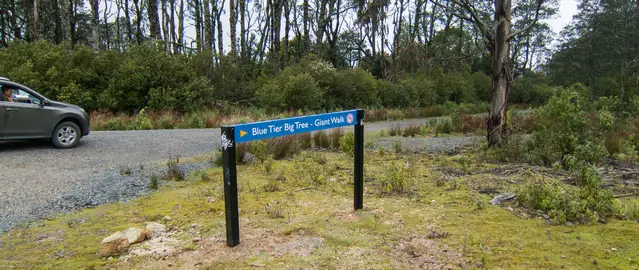 Blue Tier Giant - The Widest Living Tree in Australia