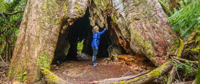 Blue Tier Giant - The Widest Living Tree in Australia