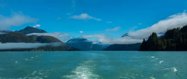 Grizzly Bears - Knight Inlet BC