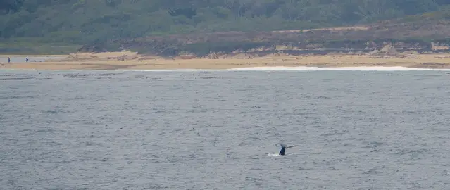 Explore Point Lobos - Carmel