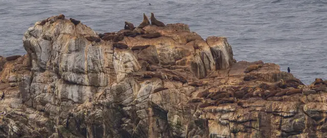 Explore Point Lobos - Carmel