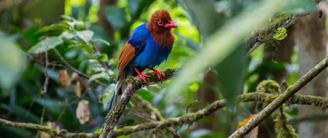 Sinharaja Rainforest