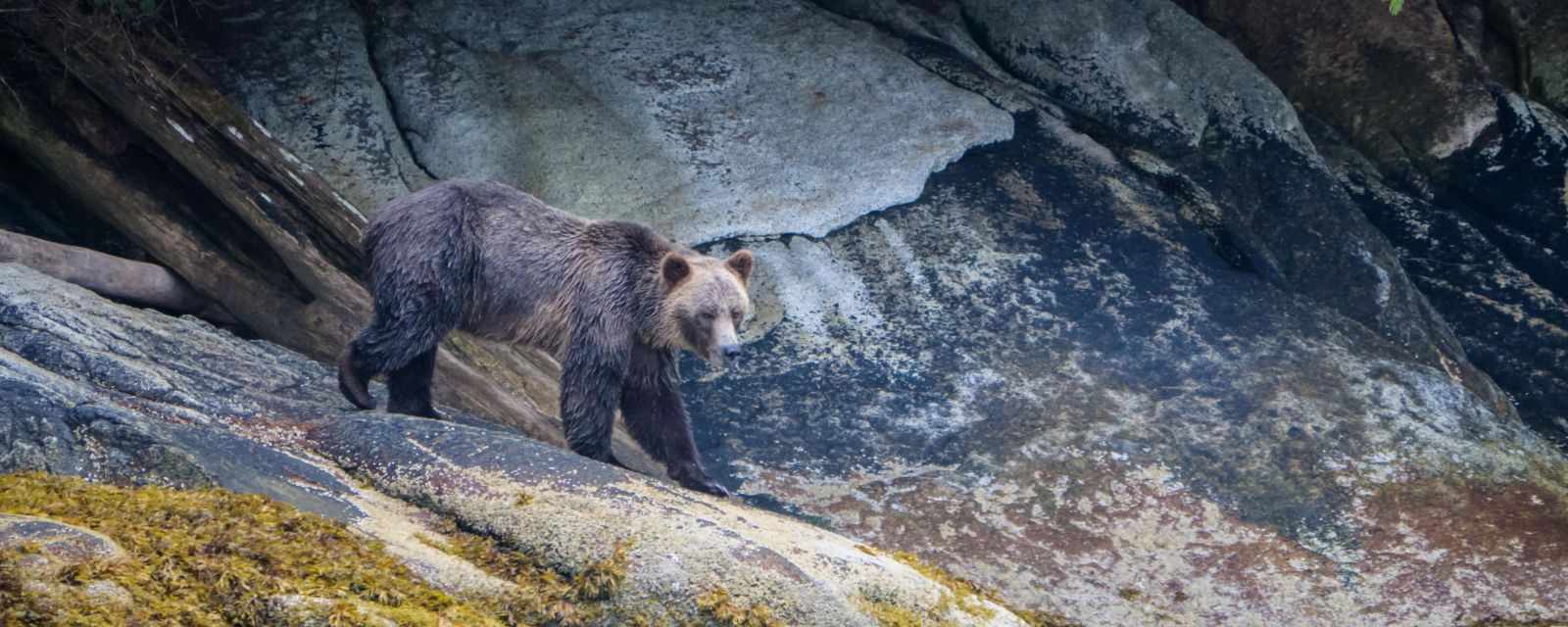 Grizzly Bears - Knight Inlet BC