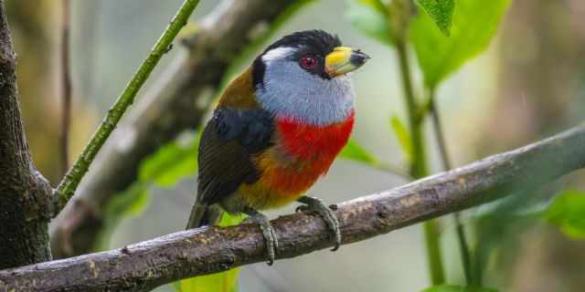 Bird Watching in Mindo - Ecuador